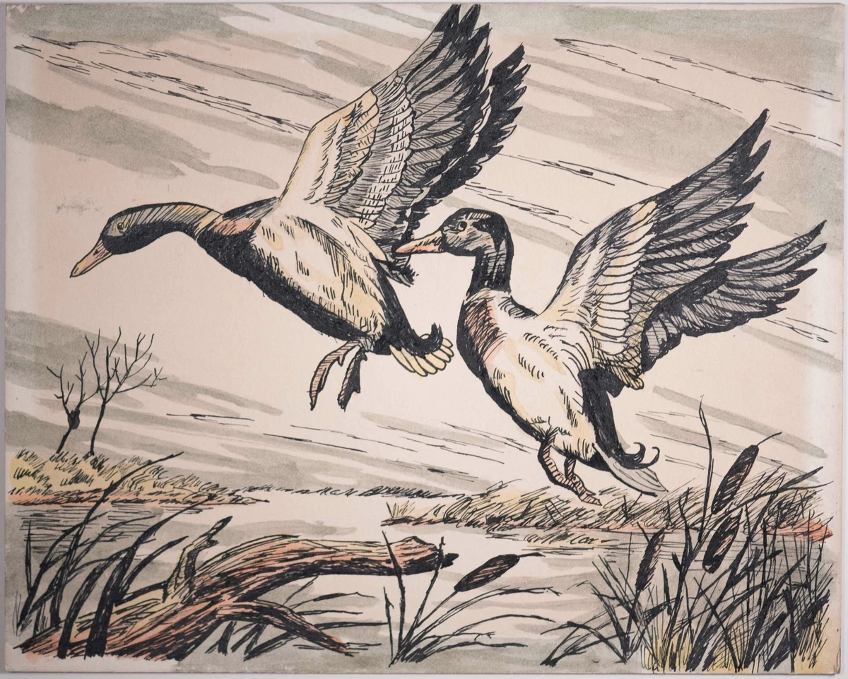 Ducks Flying Drawing