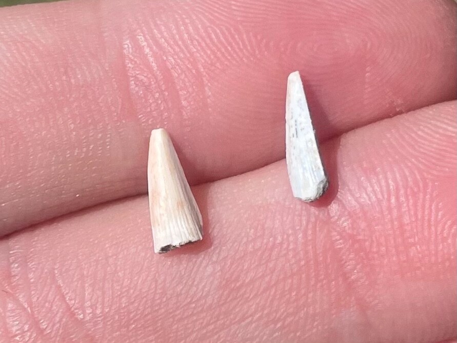 Latvia Fossil Fish Teeth Laccognathus LOT OF 2 Rare Devonian Age | eBay