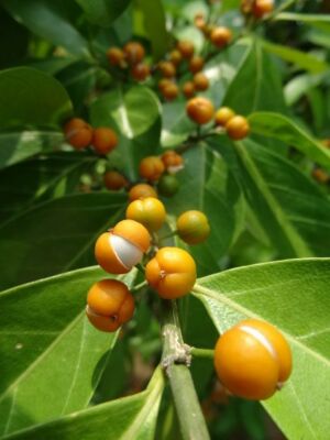 Suregada multiflora FALSE LIME Tree SEEDS! | eBay