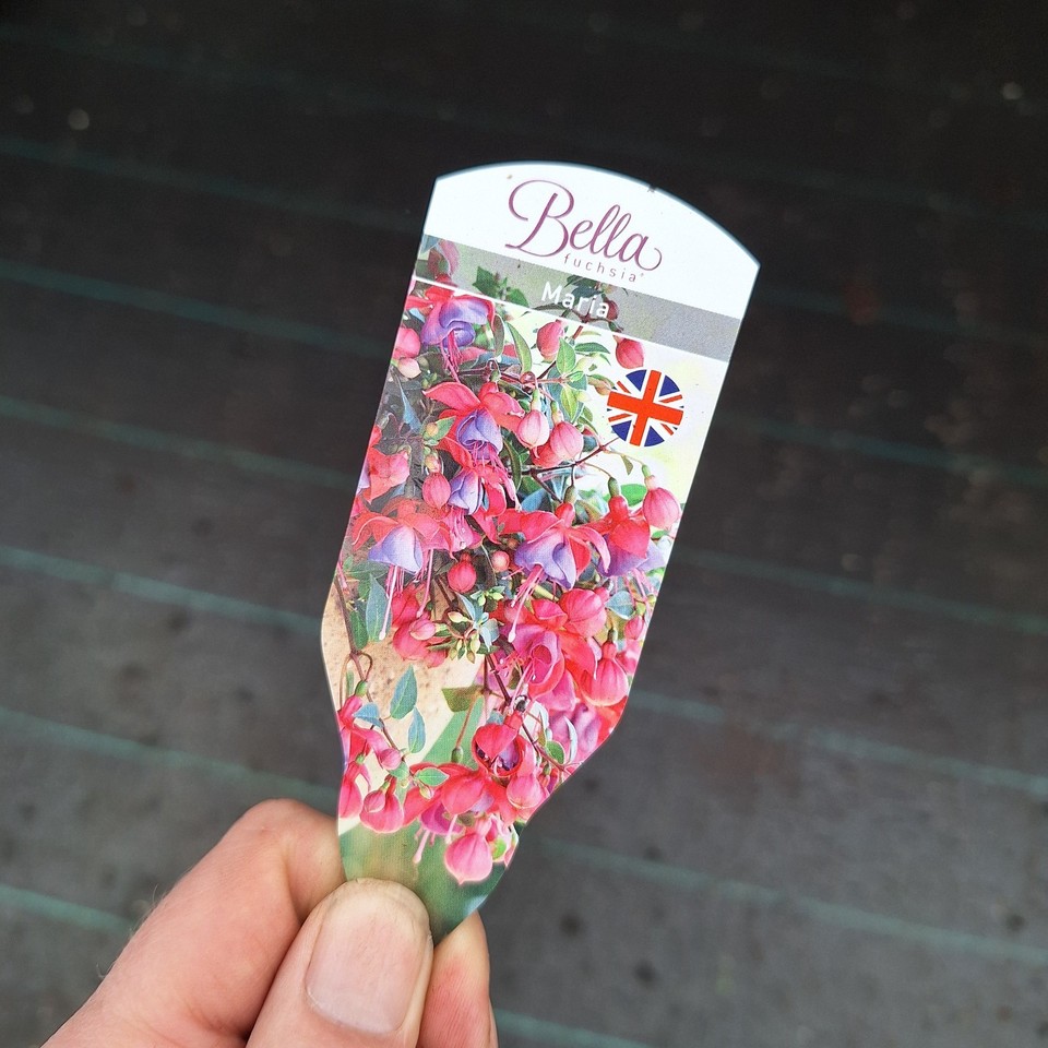 FUCHSIA BELLA MARIA- 6 Plug Plants | eBay UK