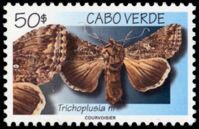 CAPE VERDE 739 - Cabbage Looper Moth "Trichoplusia ni" (pb86702) | eBay
