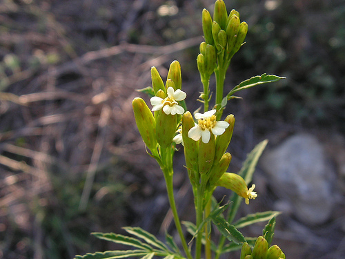 TRIFFID MARIGOLD STINKING ROGER NATURAL ORGANIC PEST CONTROL RECIPES ...