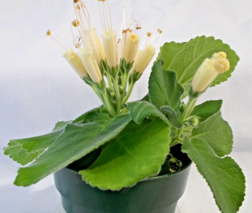 Sinningia Tubers | eBay