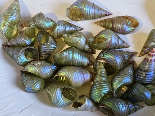 Genuine Maireener Iridescent Sea Shell Lot. Large Lot 30 Shells | eBay