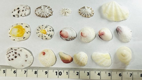 Okinawa shell from japan rare Colorful small | eBay