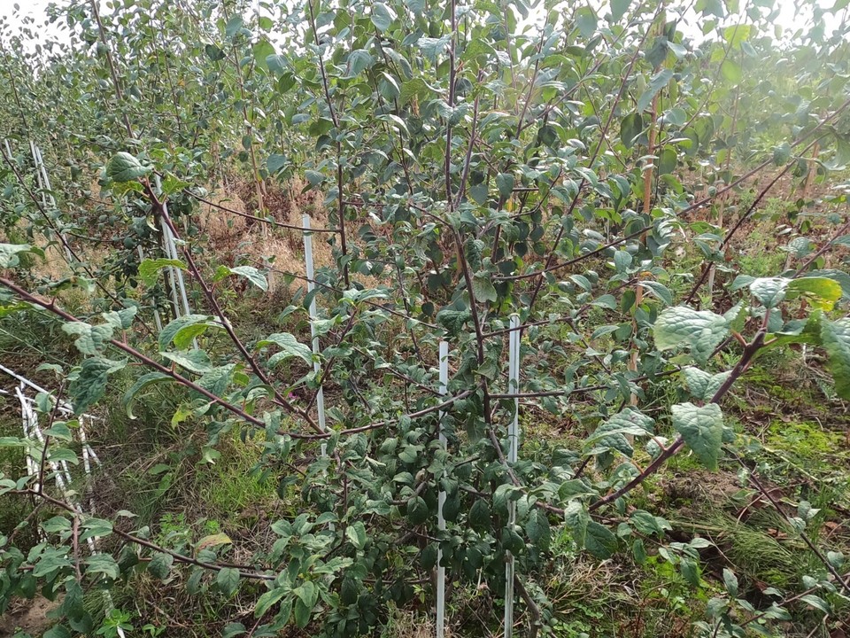 English grown grafted PLUM TREES bare root 4ft November delivery | eBay UK
