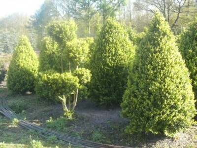 Buxus sempervirens arborescens - Hoher Buchsbaum | eBay.de