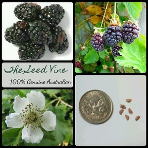 20+ ORGANIC YOUNGBERRY SEEDS (Rubus ursinus x youngberry) Edible Fruit ...