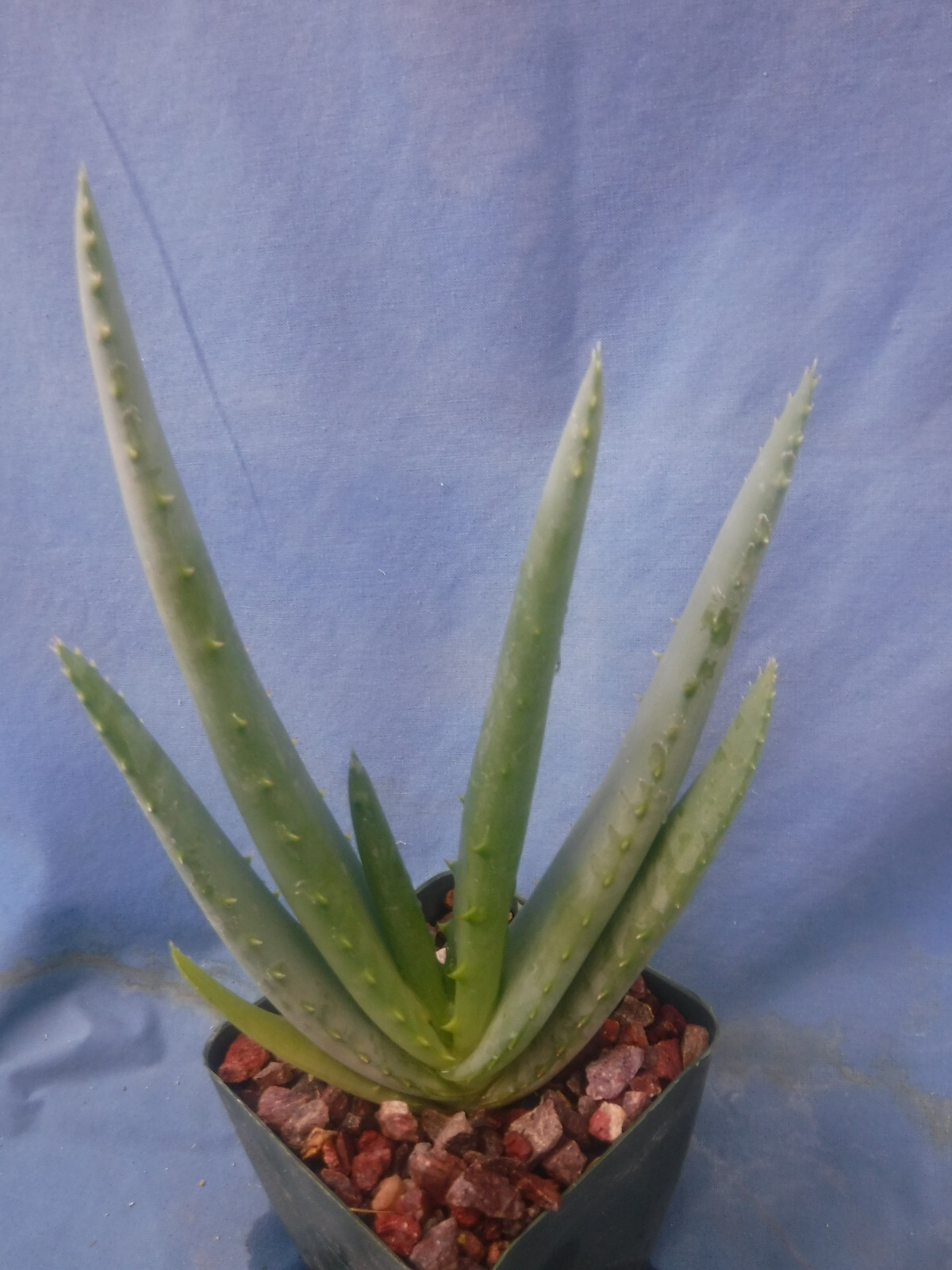 Aloe 'Tangerine' HYBRID arborescens x ferox INTENSE BLOOMS STARTER ...
