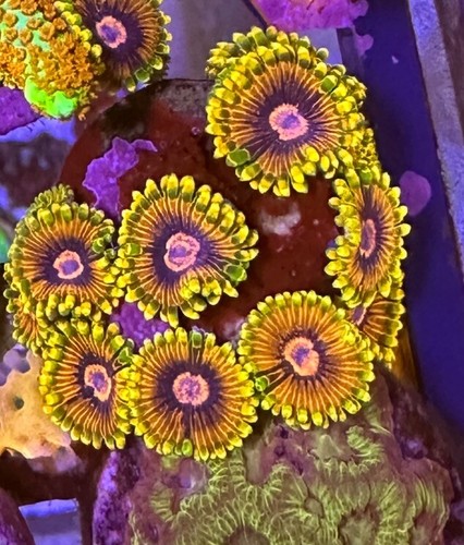 'Jedi Mind Tricks' Zoa/Zoanthid Multi Polyp Frag- Coral, Reef, Marine ...
