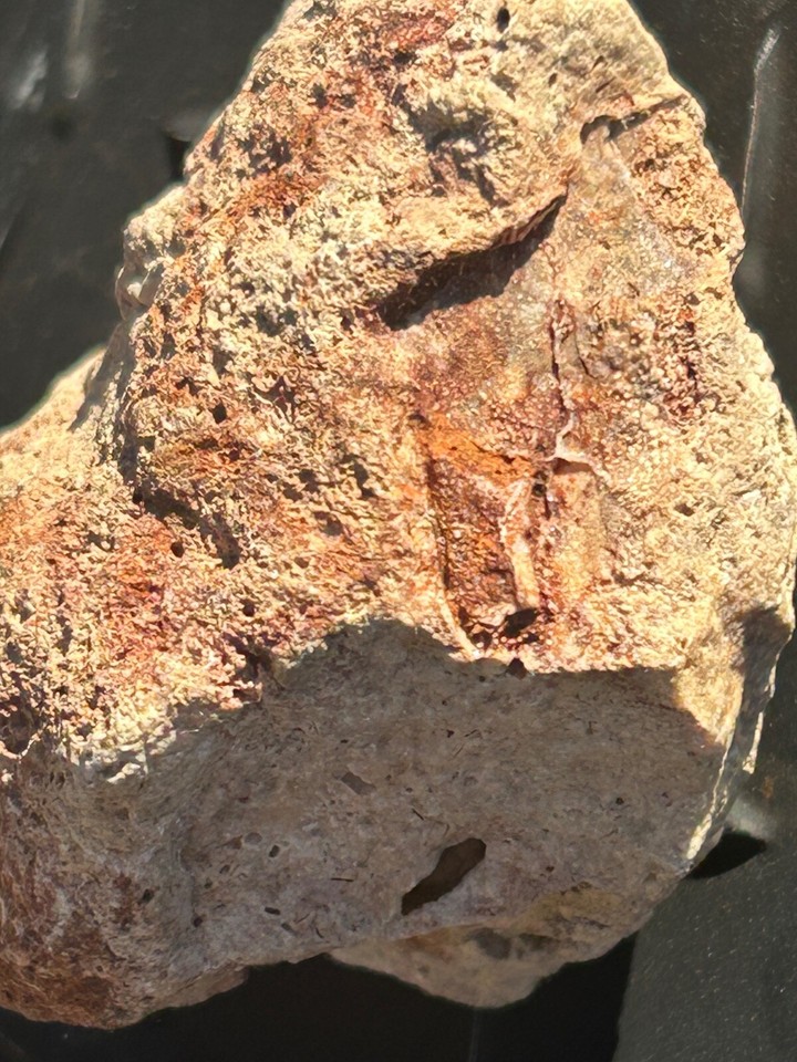 natural raw unpolished Tennessee crinoid fossil stone | eBay