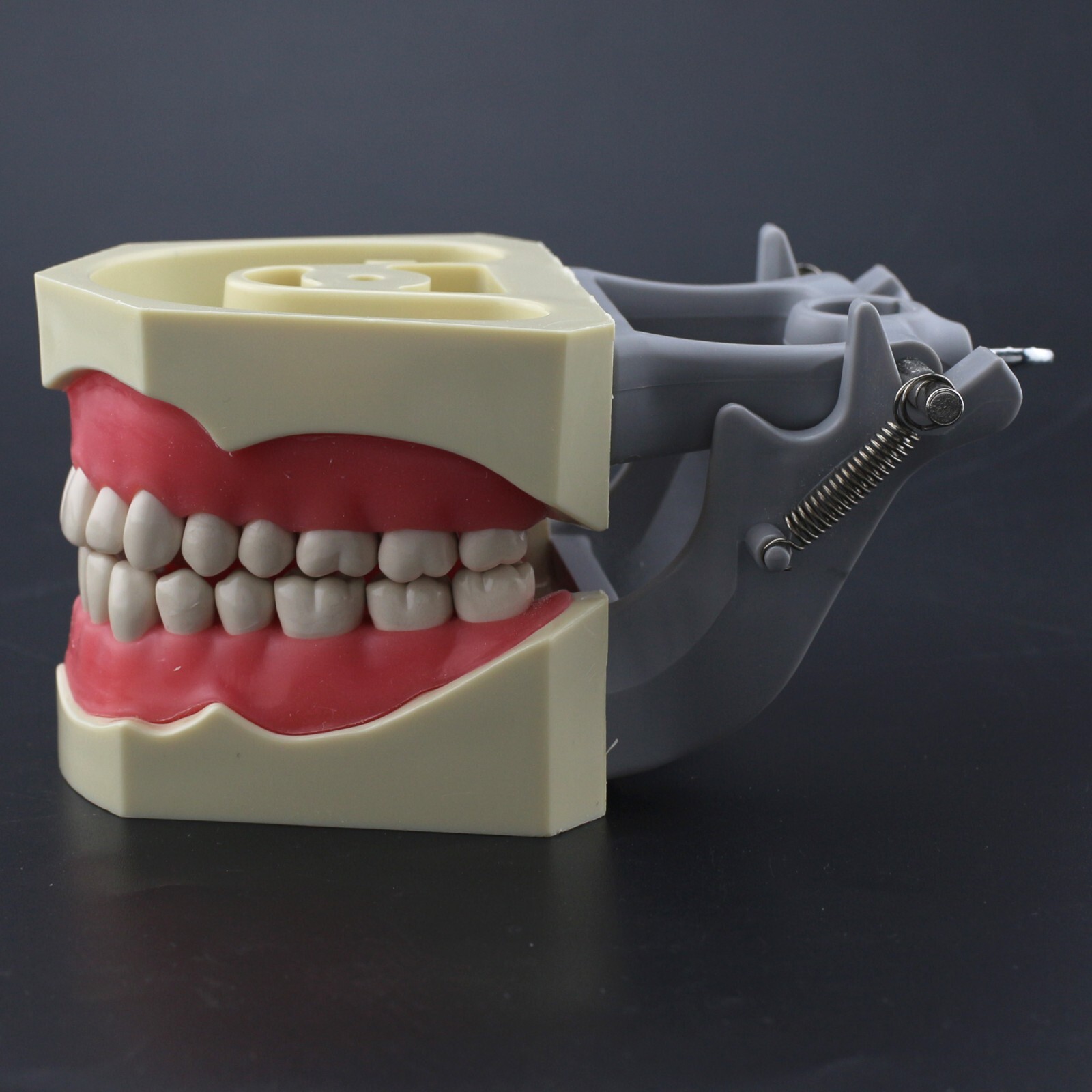 Columbia Dentoform 860 Type Dental Typodont Model With 32pcs Removable ...