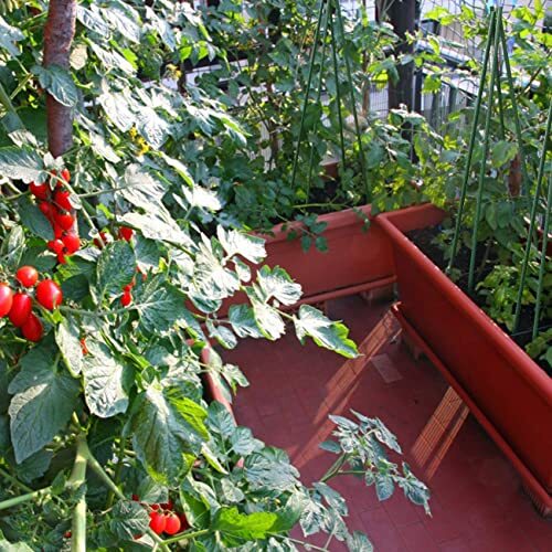 48” Plant Stakes Garden Tomato Sticks Plant Stakes & Supports For ...