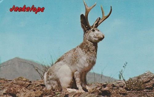 The Jackalope Jack Rabbit with Antlers Humor Comical Funny Souvenir ...