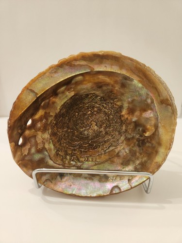 BEAUTIFUL Haliotis Rufescens Red Sea Snail Abalone Shell Iridescent 4 ...