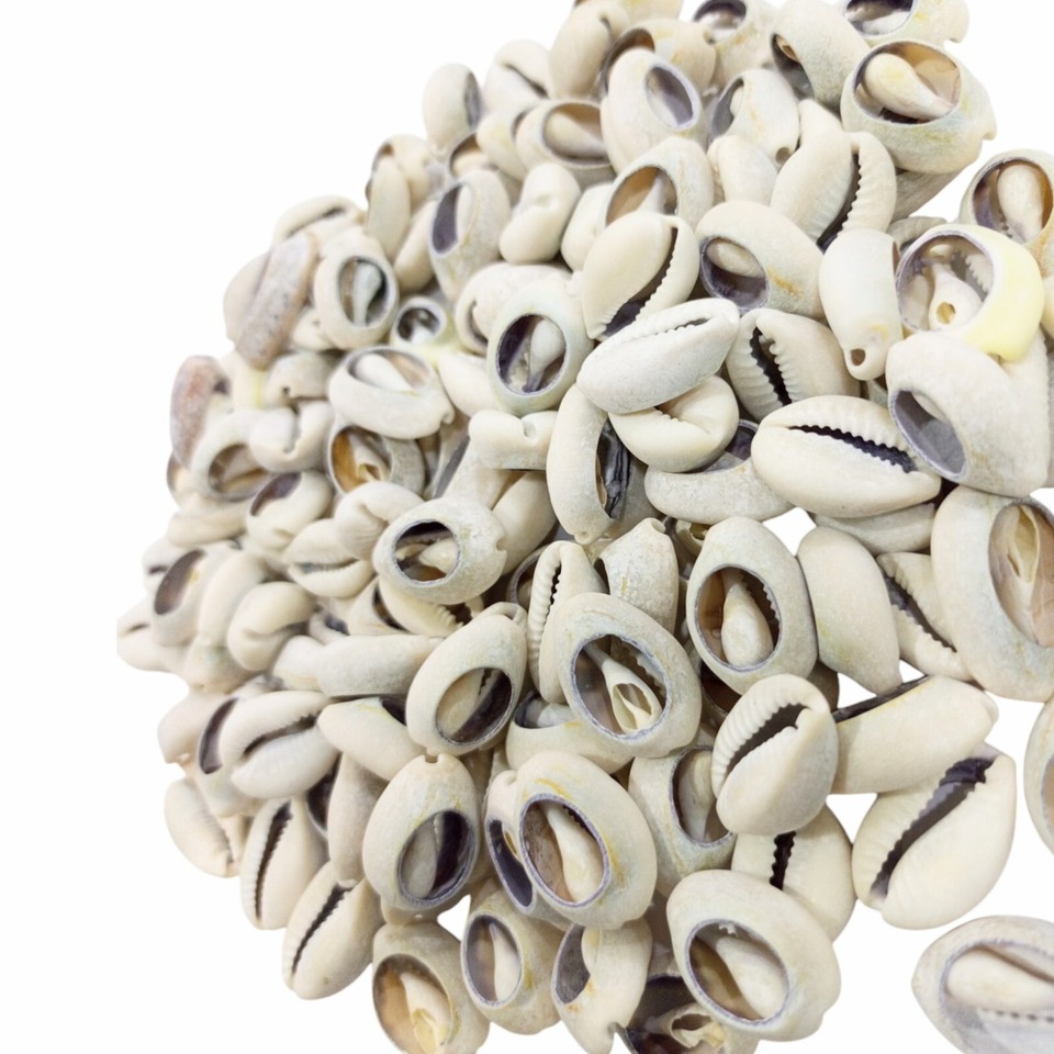 Cowrie Shells, Sea African Currency Shell for Traditional Jewelry ...