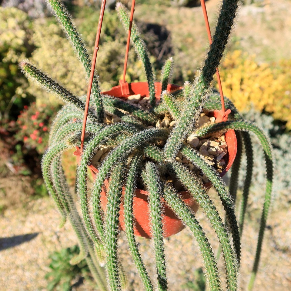 Rat Tail cactus 'Aporocactus flagelliformis' cactus Cacti Succulent ...