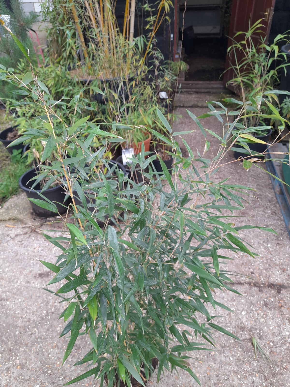 Phyllostachys aureosulcata LIVE Bamboo plant clump approx 5ft red ...