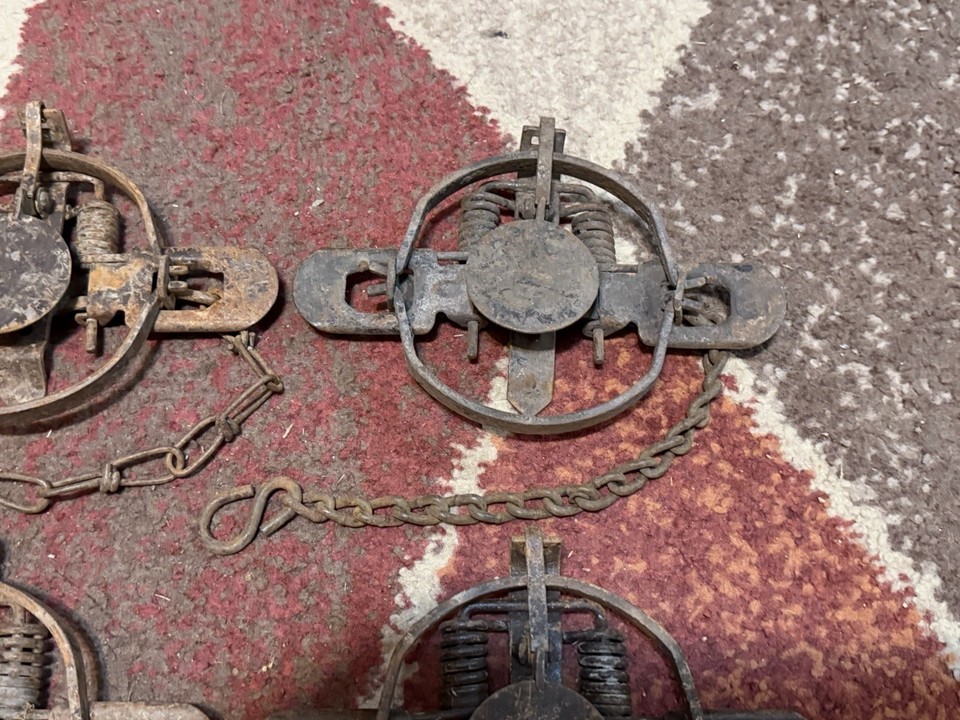(6) Victor #1 1/2 Round Pan Coil Spring Traps Mink Raccoon Muskrat Fox ...