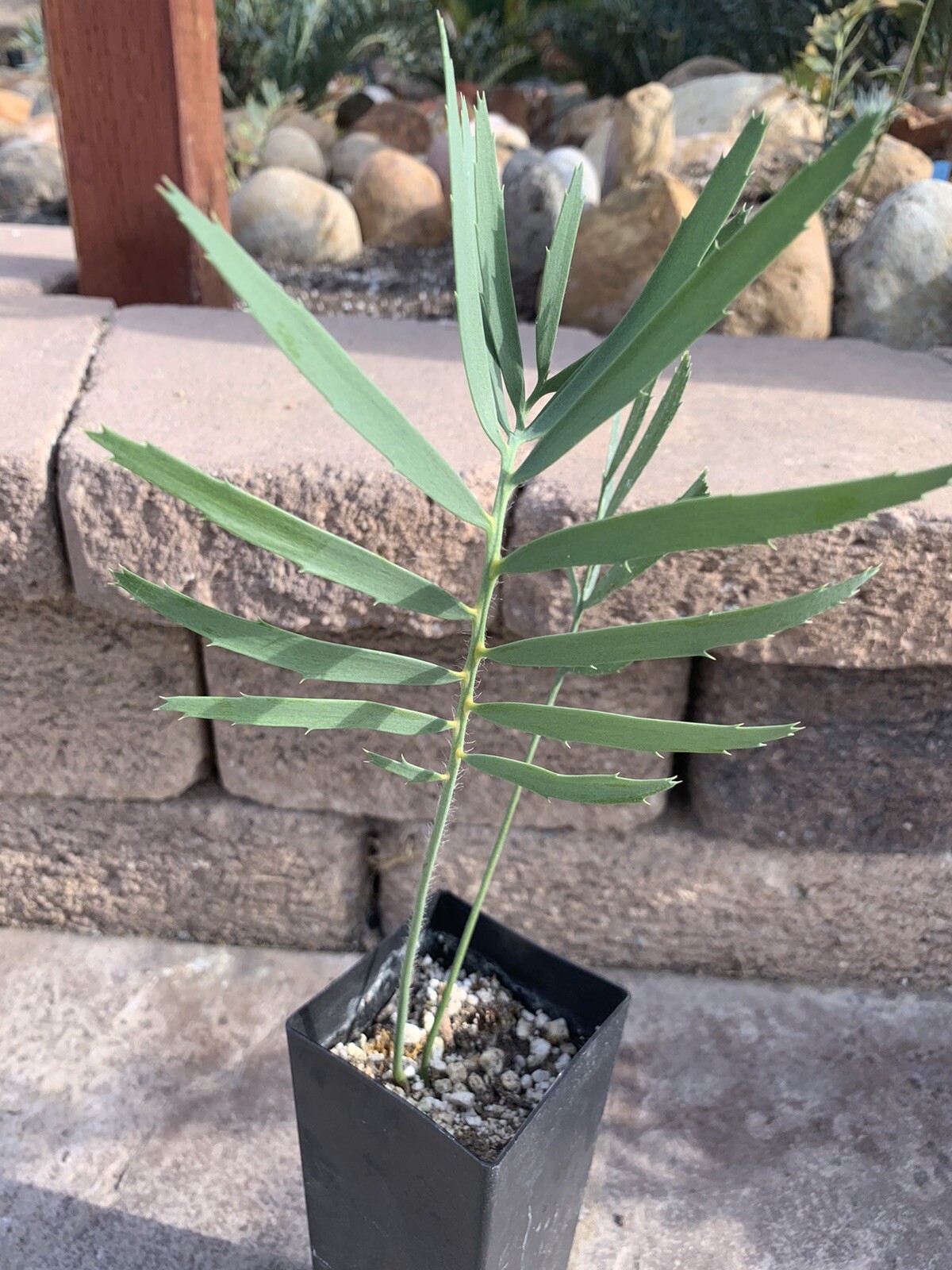 Encephalartos Nubimontanus Extinct CLOUD MOUNTAIN CYCAD Ice Blue Cycads ...