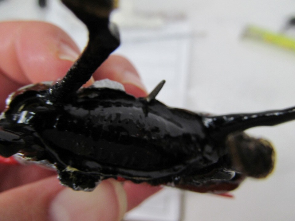 Vintage Toy Soldier Figures Lot or 7 Corgi, England, Etc Cavalry ...