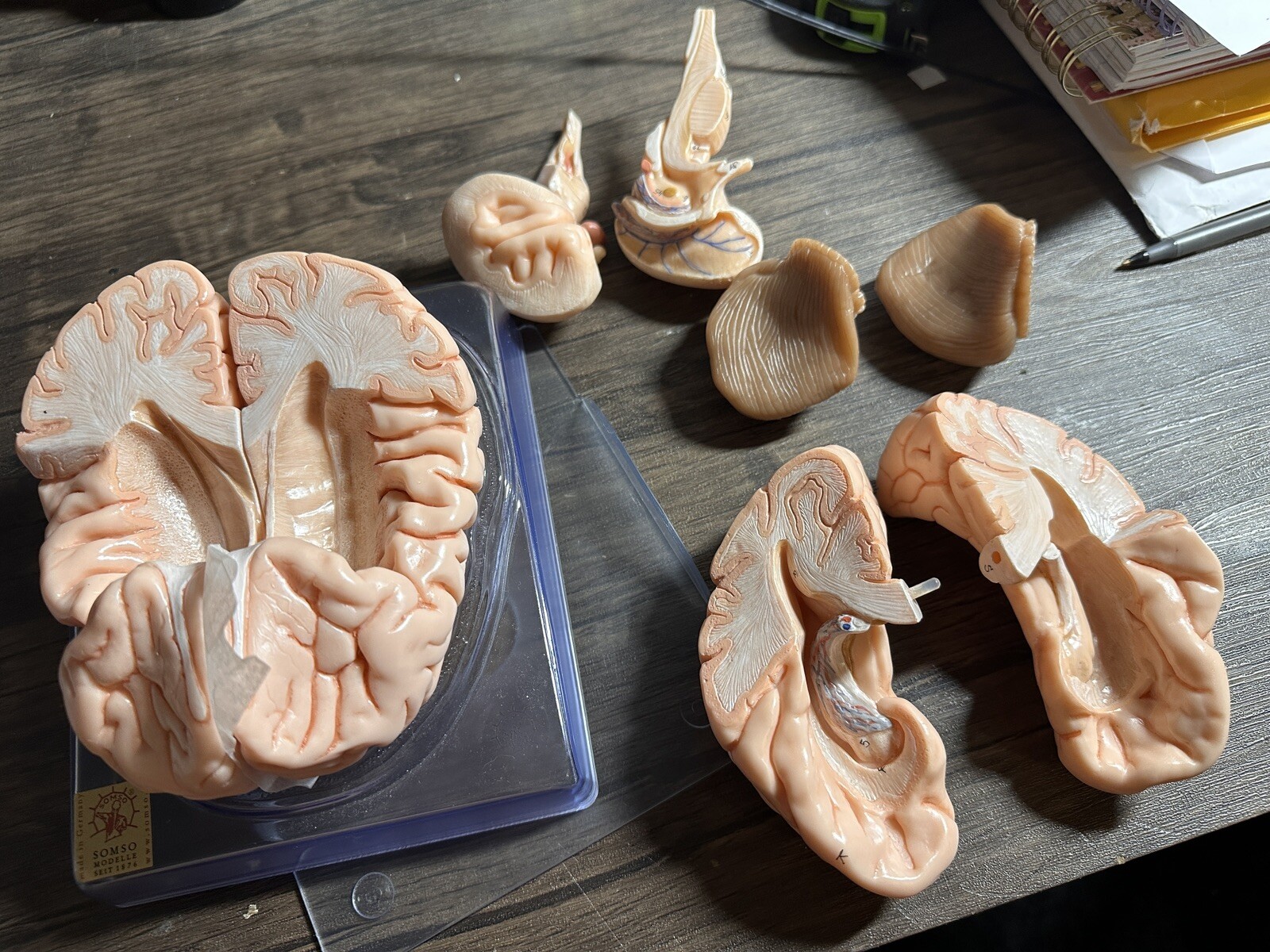 Somso Anatomical Brain Model 8 part numbed Bs20 Doctor Surgeon Lear ...