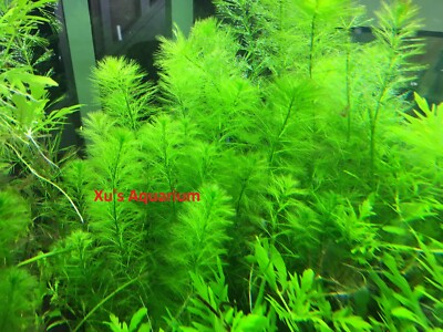 Western Milfoil, Myriophyllum hippuroides, Live Aquarium/Aquatic/Stem ...