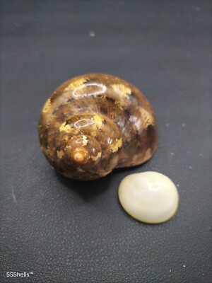 Large, collector turbo Reevei with operculum. Turban sea shell 56mm ...