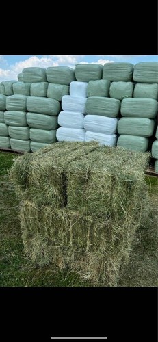 Conventional Bale Haylage Small | eBay UK