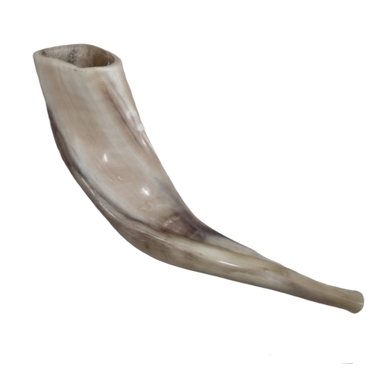 Sale For 5 x Rams Ram Ram's Horn Shofar 12-14" Clear Sound Shofars ...