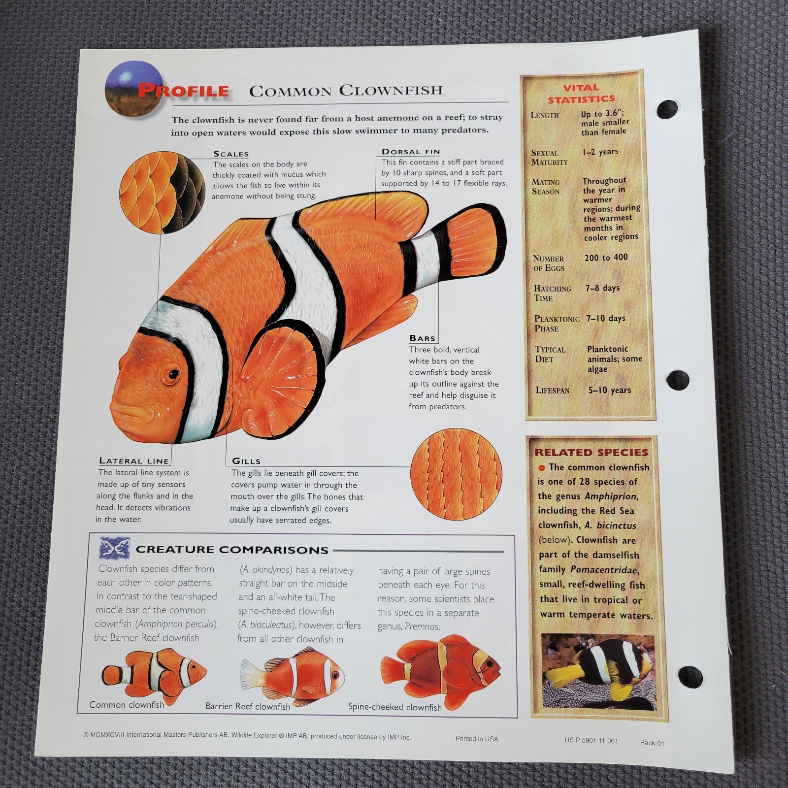 Wildlife Explorer Card 2 Group 4 FISH Common Clownfish | eBay