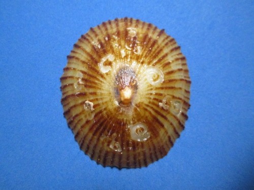 Cellana talcosa (Gould, 1846) "ENDEMIC HAWAIIAN LIMPET" (61.7mm) | eBay