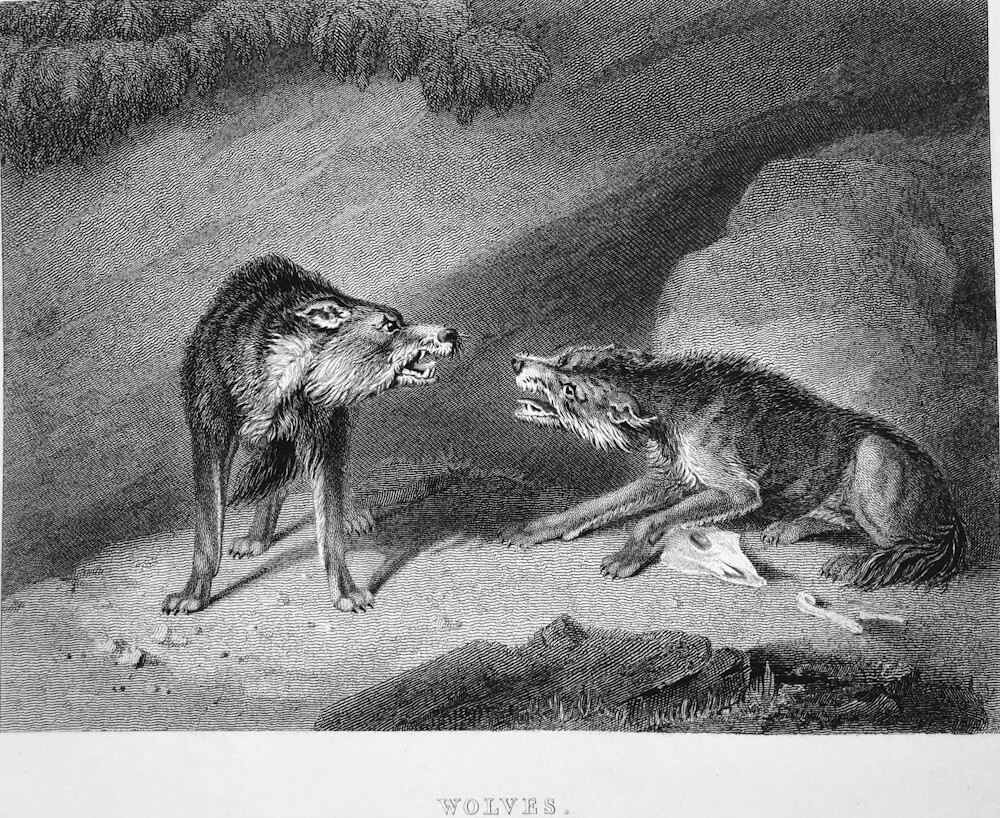 Wolves Fighting Each Other Drawing