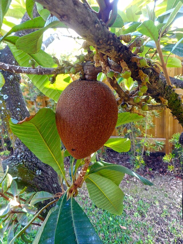 Grafted Mamey Sapote (Pouteria sapota) Tropical Live Fruit Tree (2-3ft ...