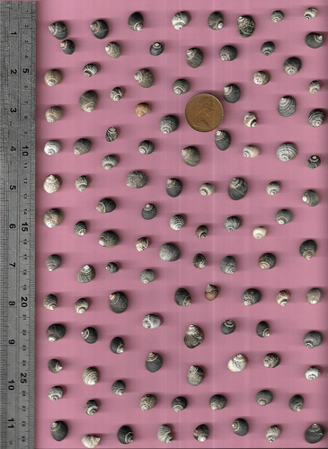 108 UK NORTH SEA worn Scottish COMMON PERIWINKLE sea shells 63g Ocean ...