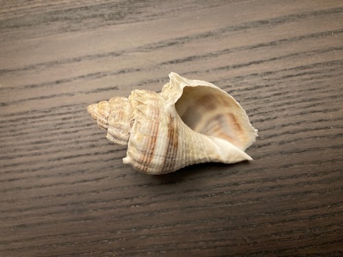 King's Crown Seashells Sea Shell Brown Ivory Craft Decor | eBay