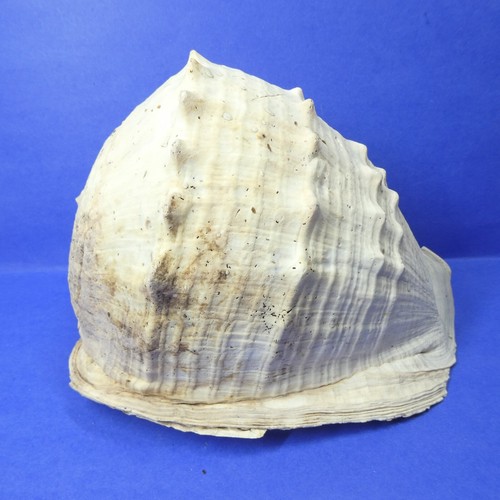 Queen Emperor Helmet Shell Large Seashell Natural Conch 9" Long 2lb10oz ...