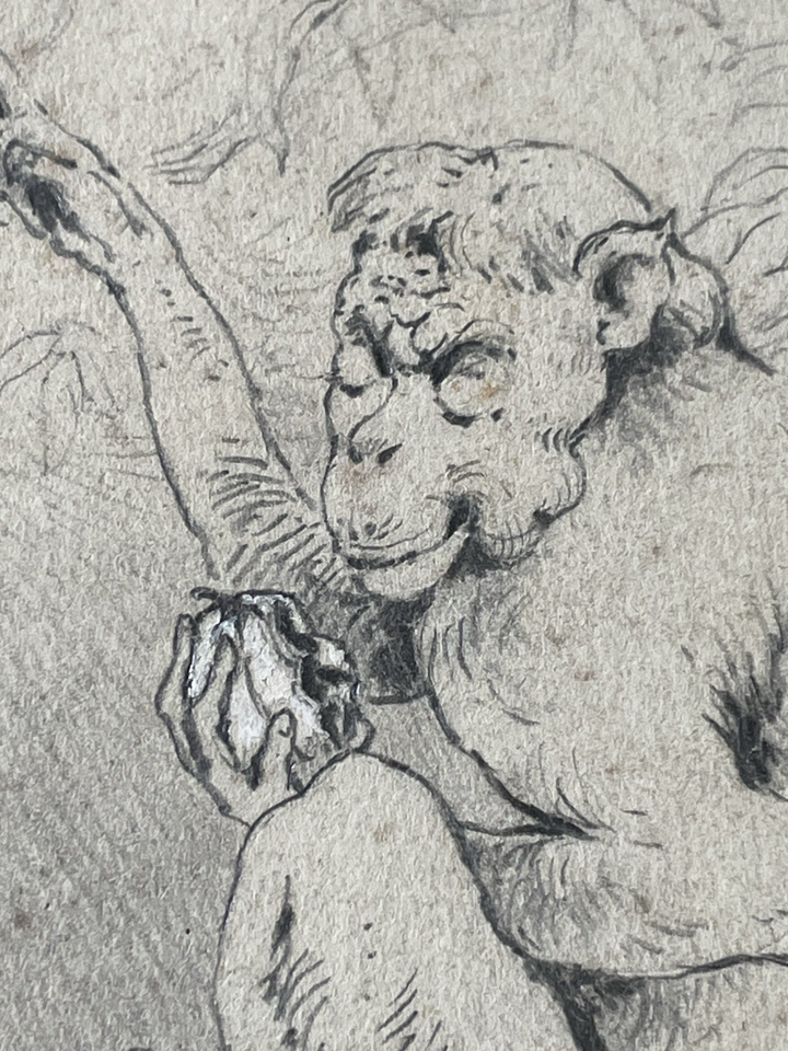 18thC Pencil Drawing upon card Natural History Monkeys Finely detailed ...