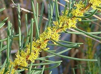Hakea nodosa - Yellow Hakea / Billy Goat Hakea - 20 Seeds | eBay Australia