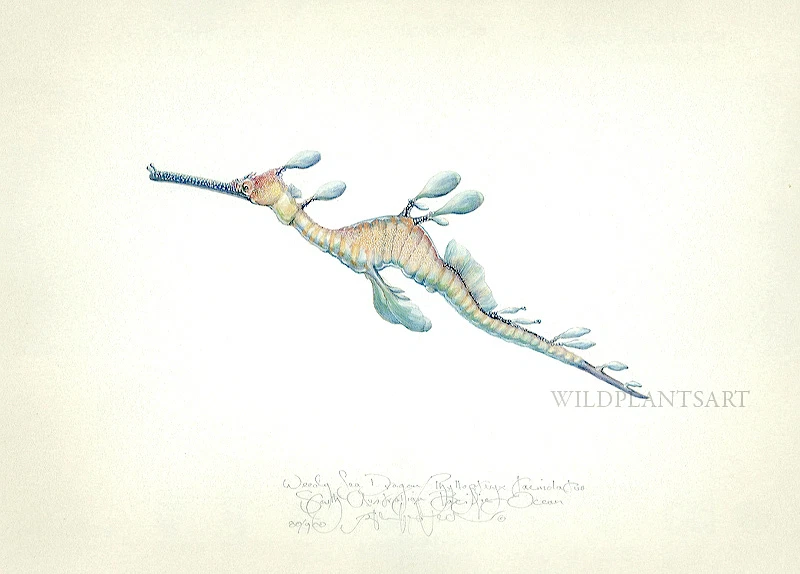 Weedy Sea Dragon Drawing