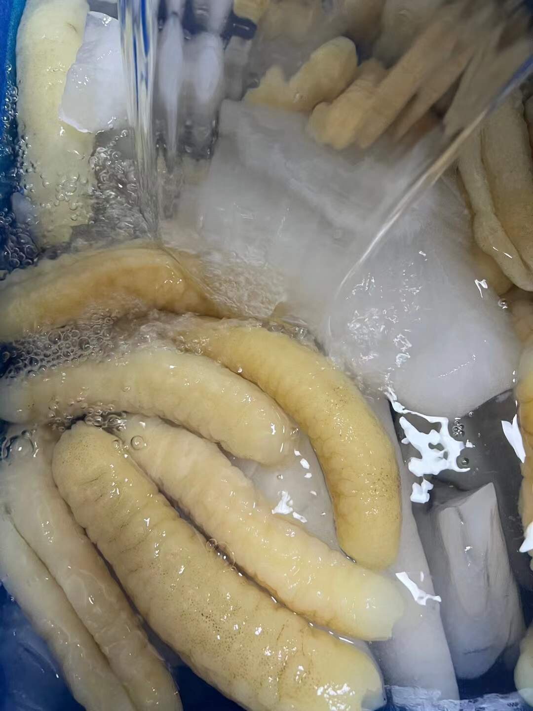 Australian Golden Sandfish Dried Sea Cucumber 精選澳洲野生金沙參 Size XL 15 ...