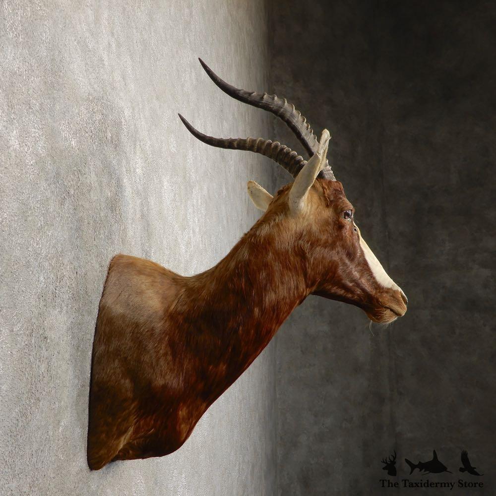 #20472 P | African Blesbok Shoulder Taxidermy Mount For Sale | eBay