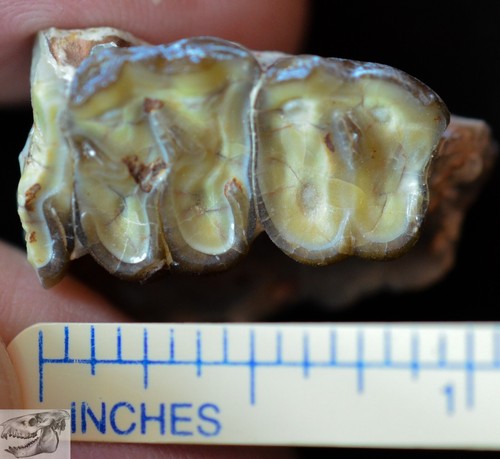 Mesohippus Upper Teeth, Three Toed Horse Fossil, Oligocene, South ...