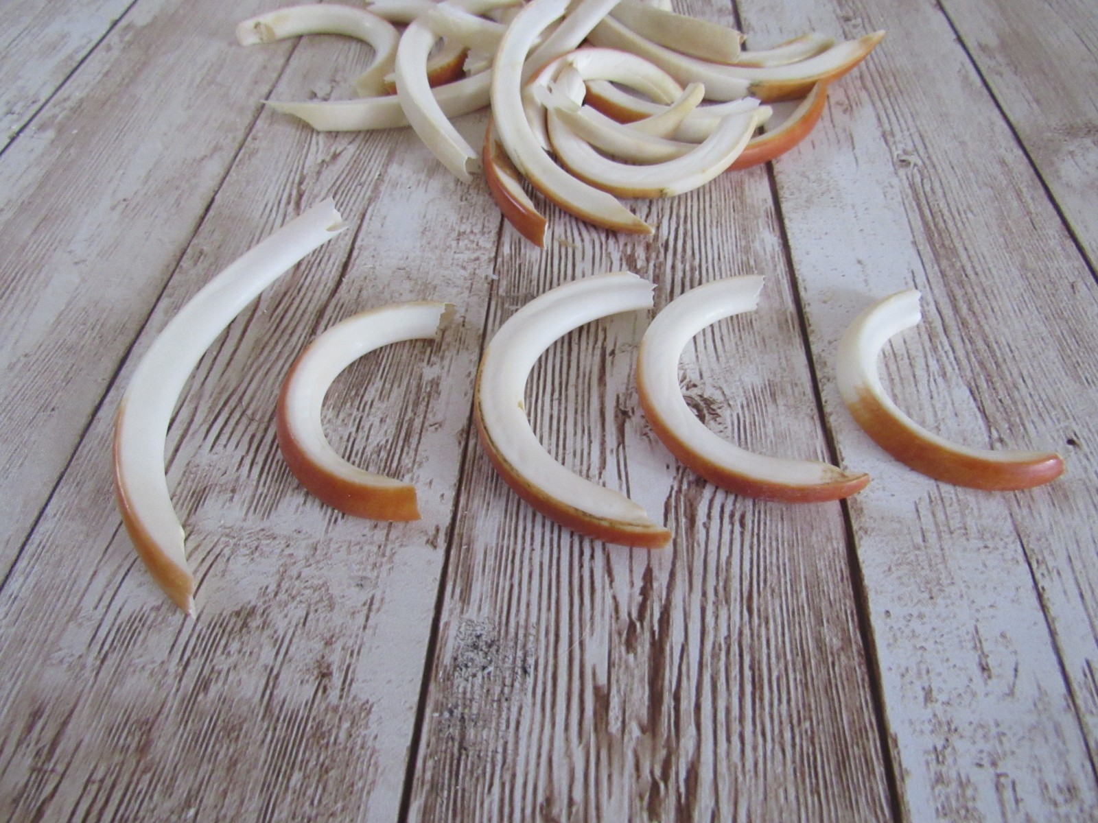 5 Beaver Teeth Animal Bone Teeth Jewelry Beads Craft Supplies North ...