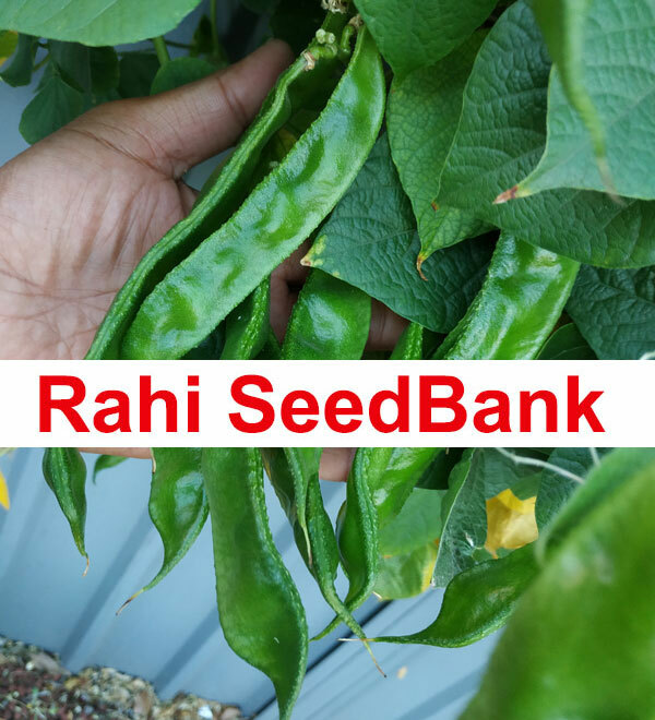 Hyacinth Bean Shim Shem Bangladeshi Indian Long Green Delicious Variety ...