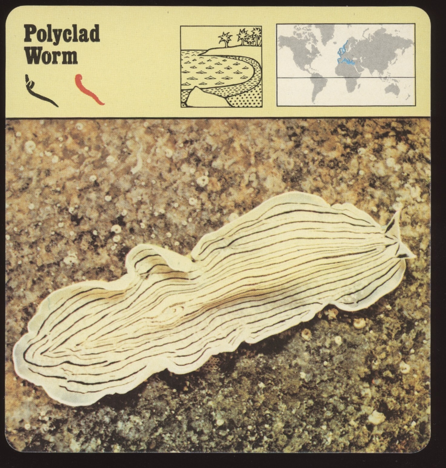 Polyclad Worm Safari Cards Rencontre Invertebrates | eBay