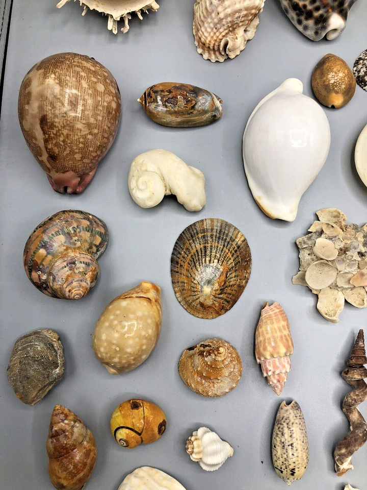 Ocean Sea Shell Lot Medium & Small Volute Spider Speckled Conch ...