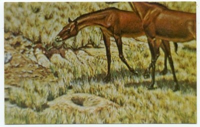 Agate Fossil Beds National Monument Nebraska Parahippus 3 Toed Horse ...
