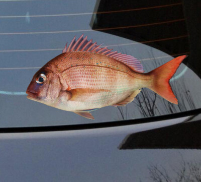 Pink baby snapper Squire Knobby Fishing photo Vinyl cut Boat Sticker ...