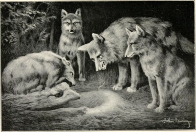 The Outcasts Art Print – Arthur Heming 1901 Wildlife Illustration to ...